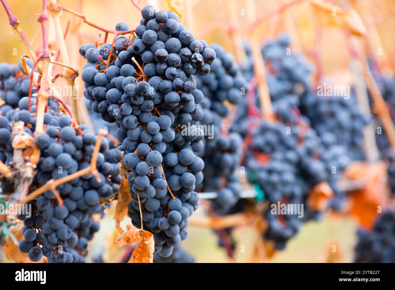 Syrah, also known as Shiraz, is a dark-skinned grape variety grown throughout the world and used ...