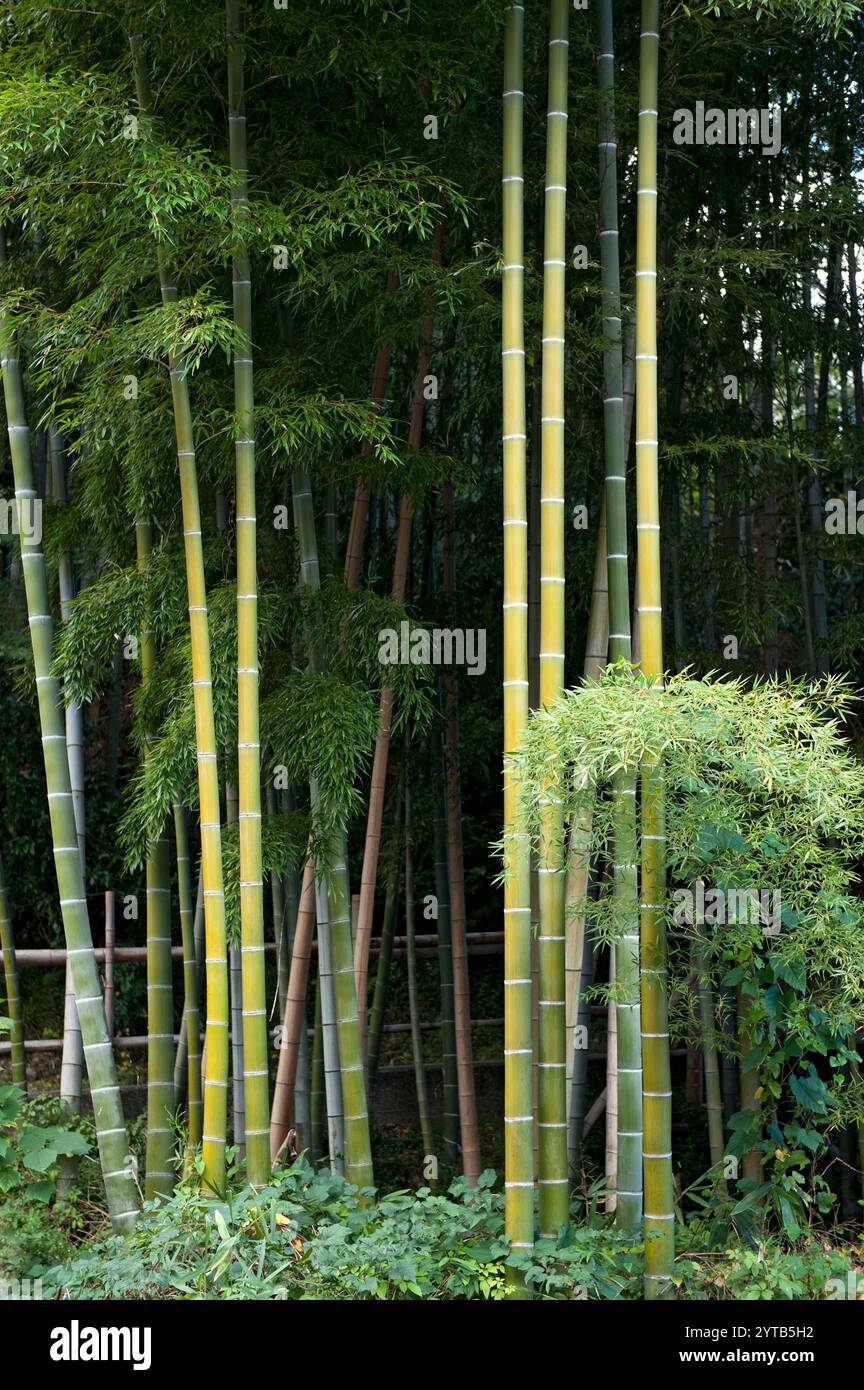 Natural Japanese bamboo growing in a grove is a renewable resource used ...
