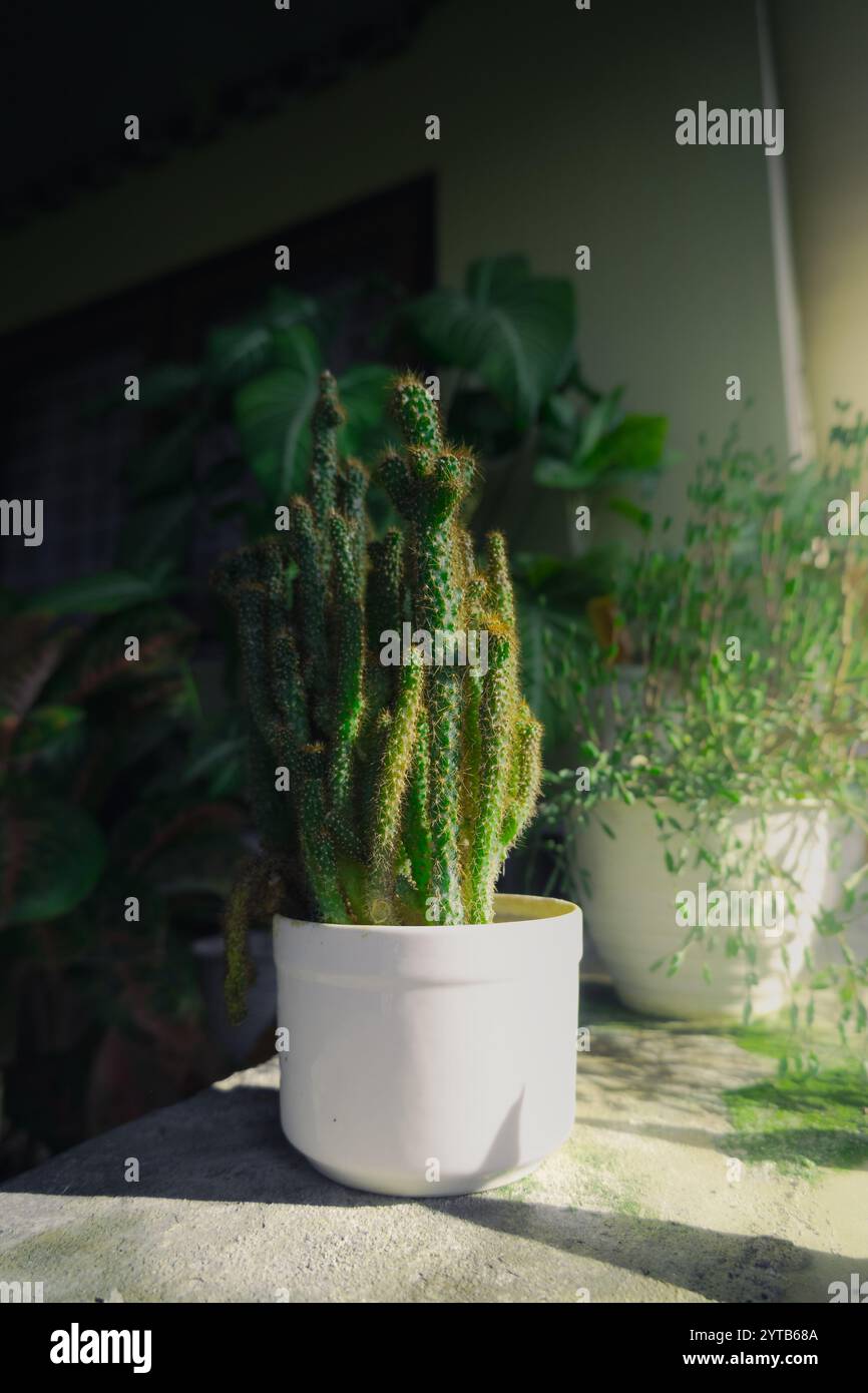 Green cactus in white hi-res stock photography and images - Alamy