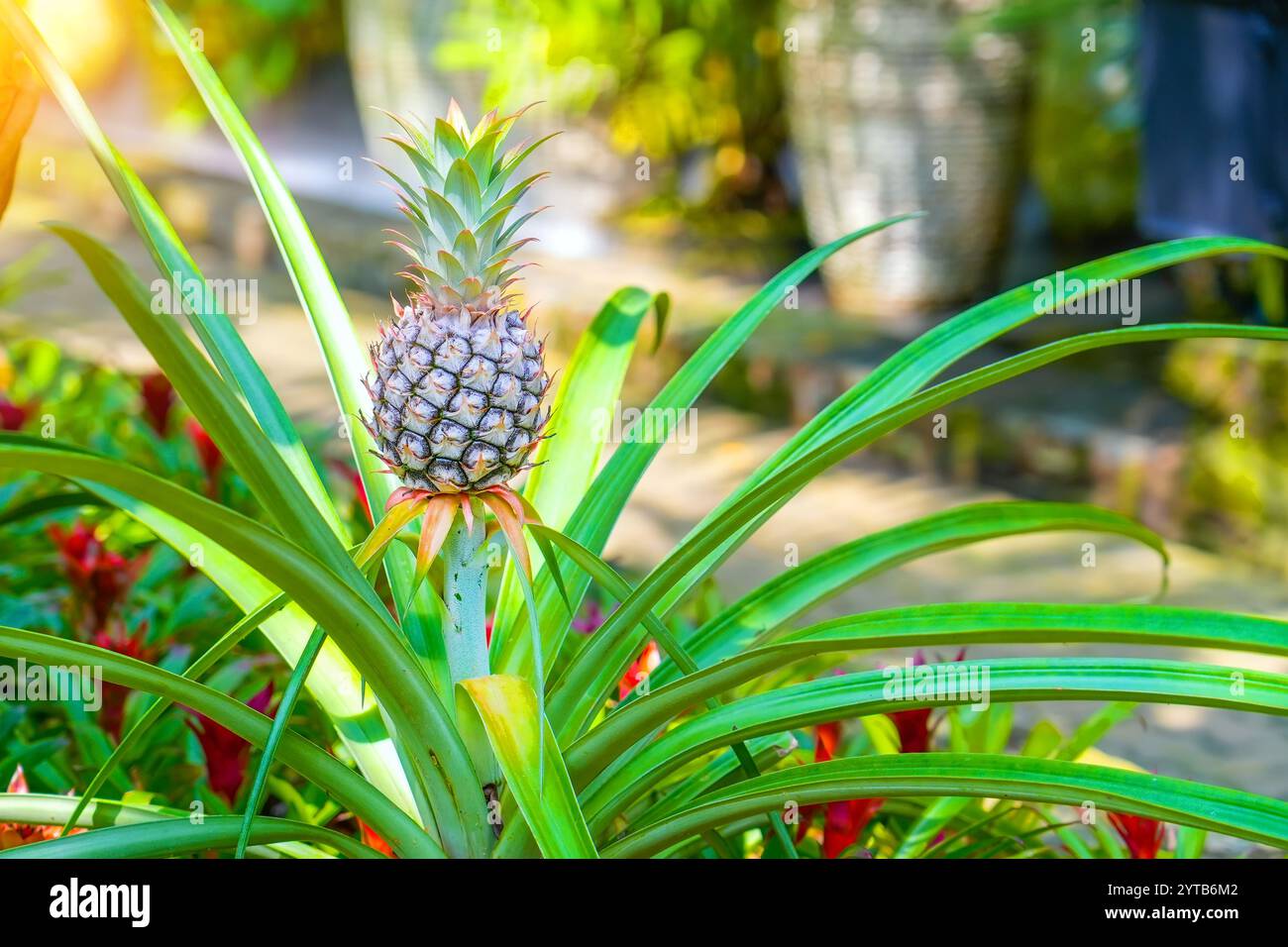 Pineapple small fruits in pineapple farming Stock Photo - Alamy