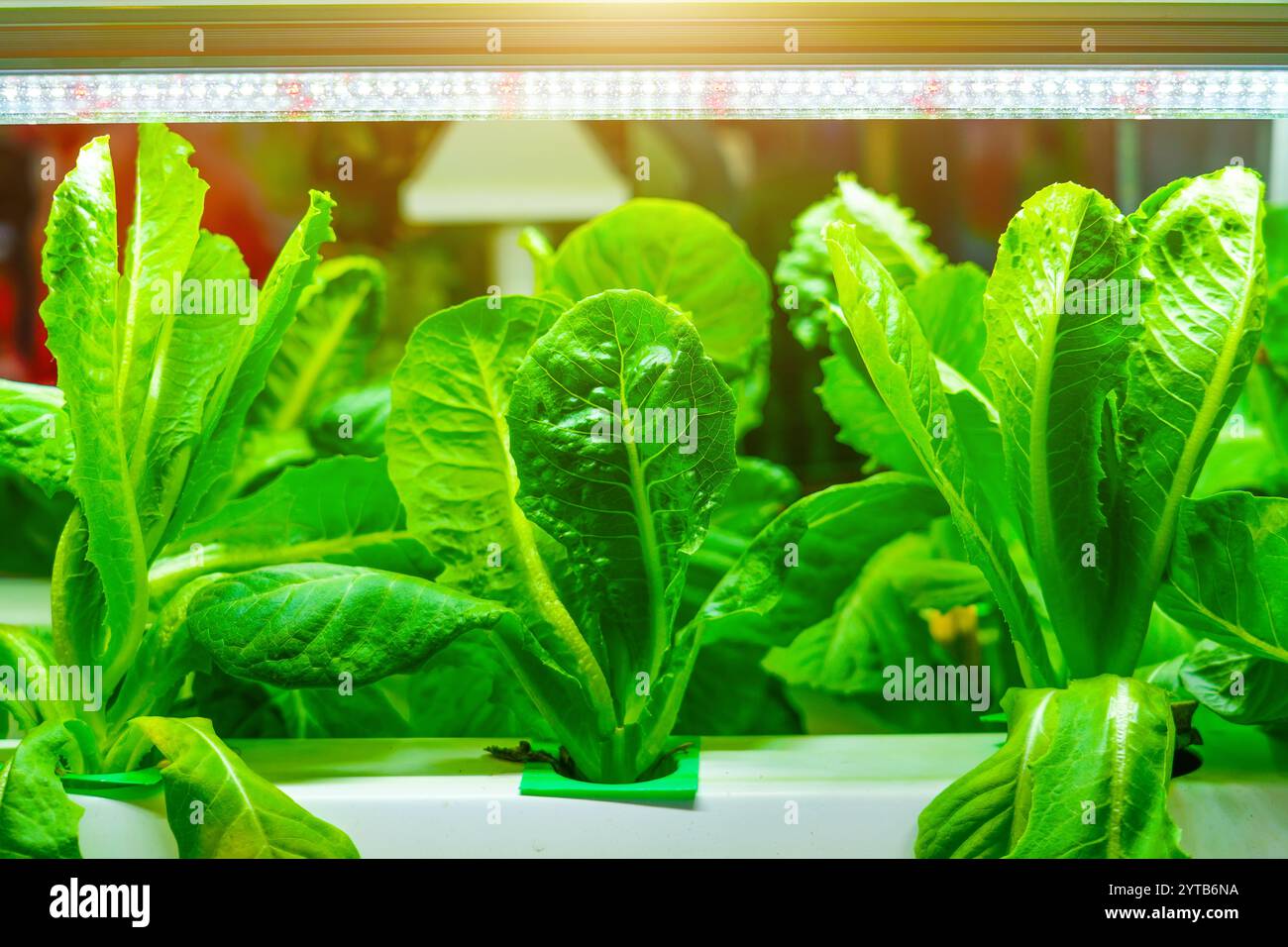 Artificial grow lighting hi-res stock photography and images - Alamy