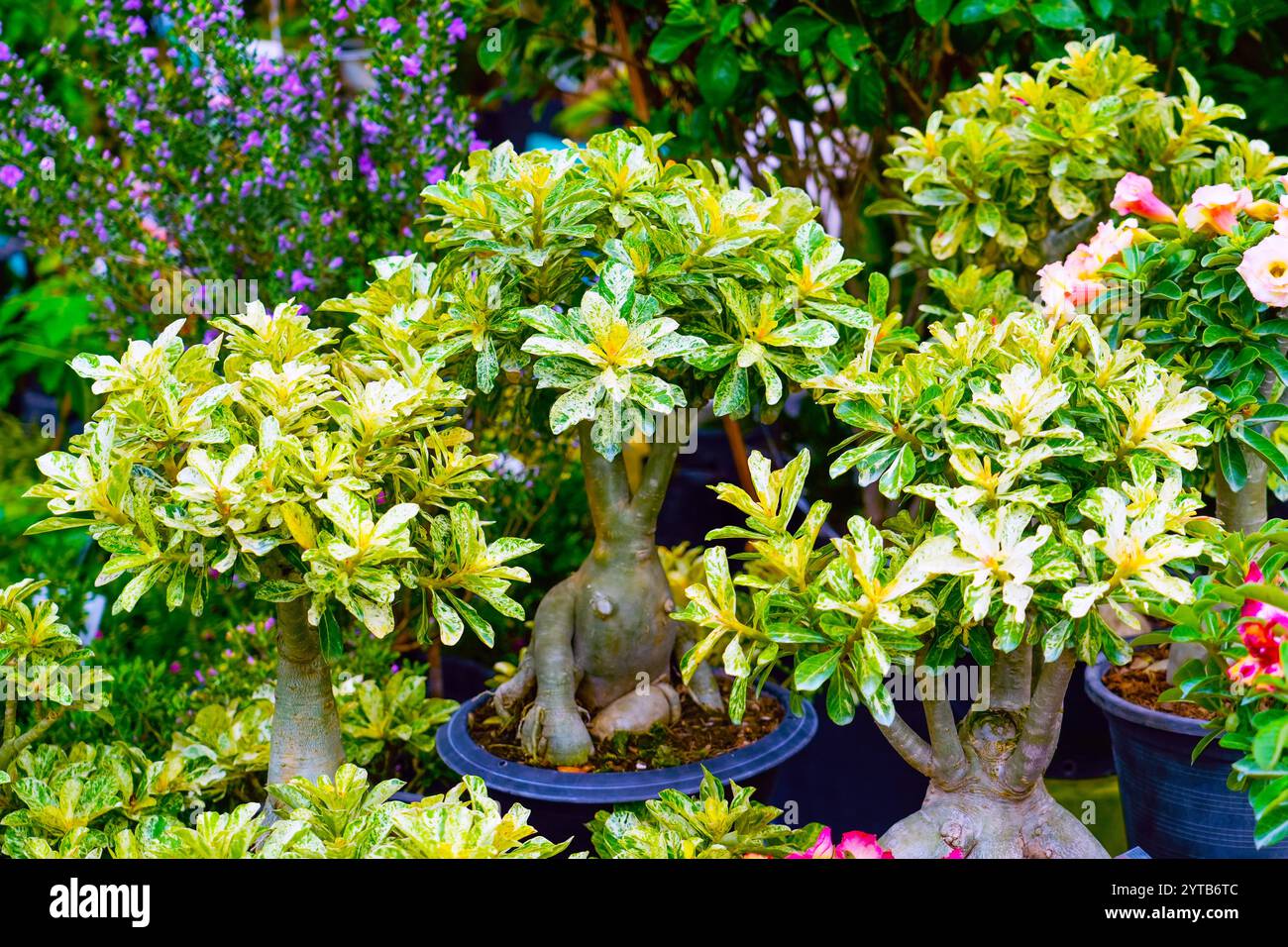 Variegated adenium of various flowering colors in pots on display in ...