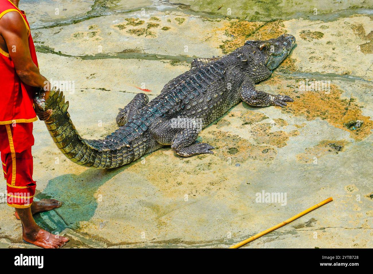 Crocodile handler hi-res stock photography and images - Alamy