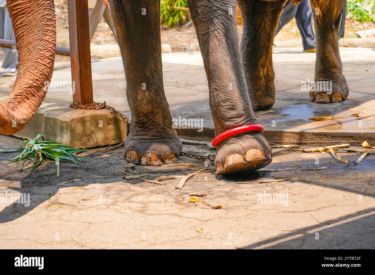 Elephant chained to pole, used for entertainment of people visitors to ...