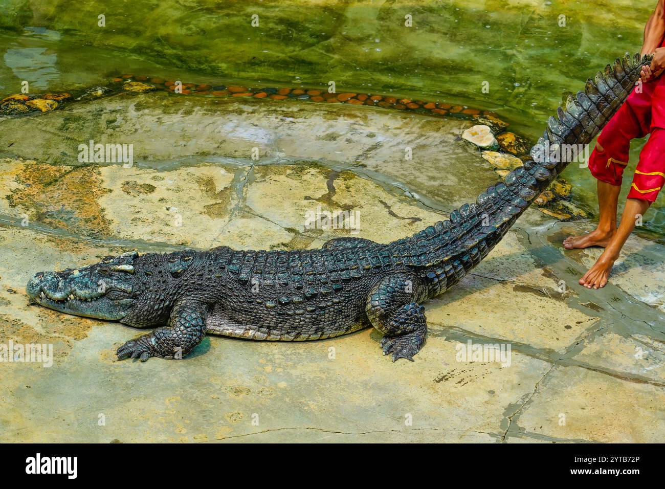 Male crocodile tamer holds the reptile by the tail Stock Photo - Alamy
