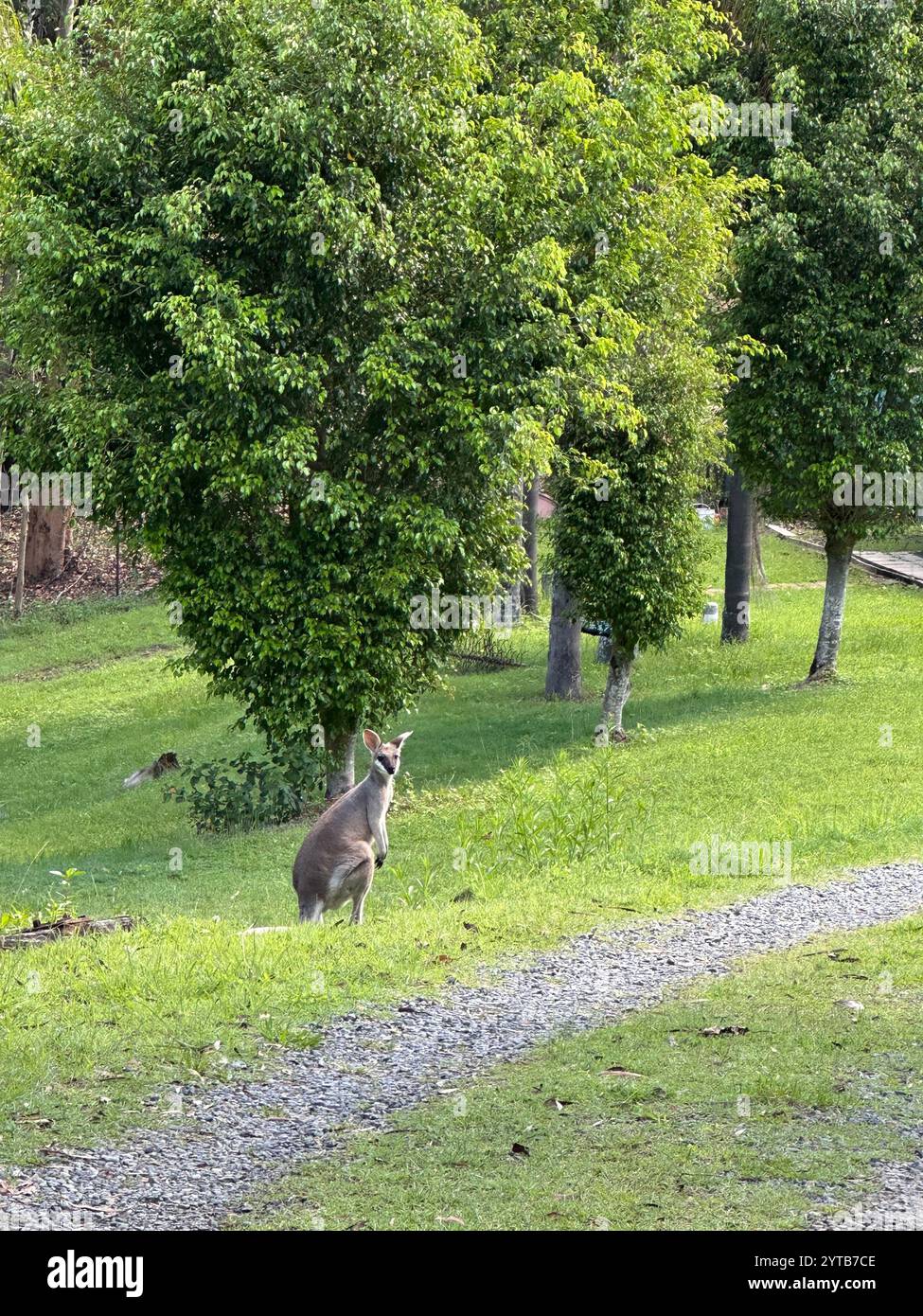 Kangaroo obseving hi-res stock photography and images - Alamy