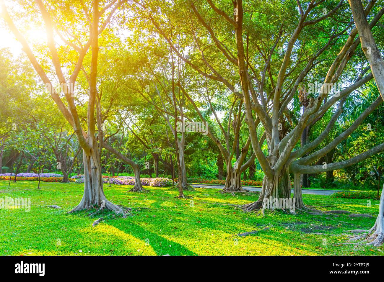 Beautiful green banyan tree, many trunks intertwined into one huge ...