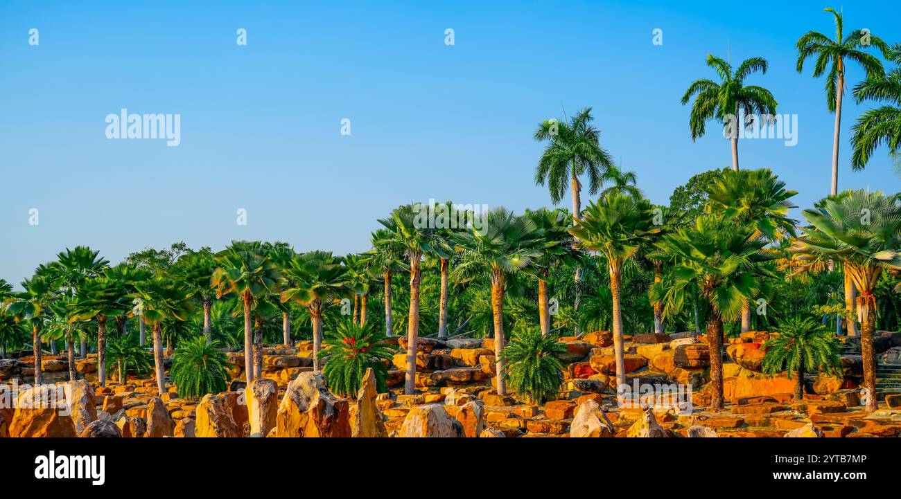Panoramic beautiful view of a tropical rainforest climate with unique ...