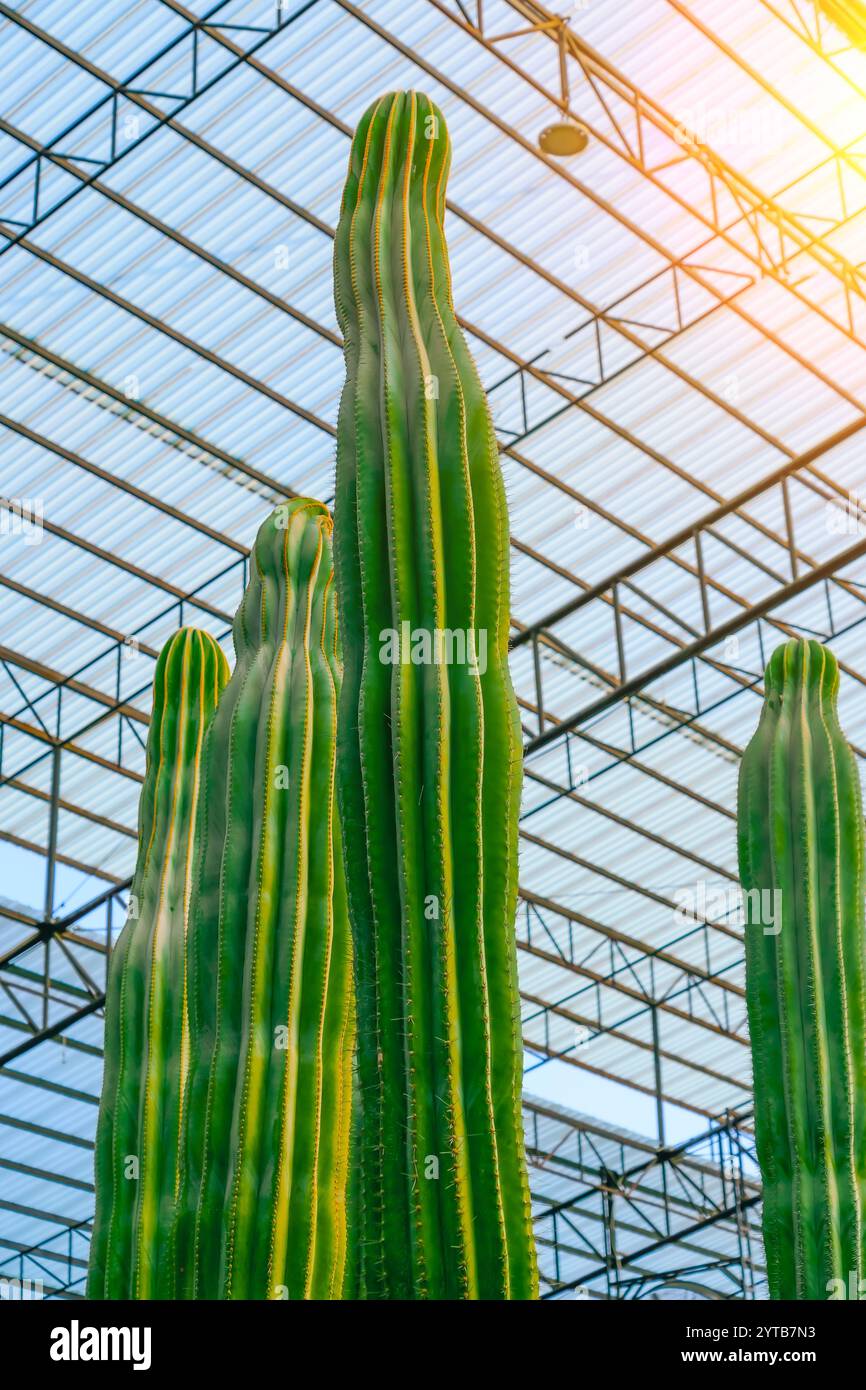 Arizona greenhouse hi-res stock photography and images - Alamy