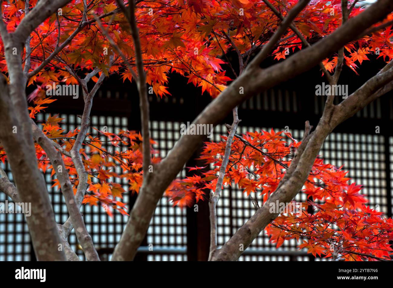Bright red momiji maple tree in autumn contrasts with sliding shoji ...