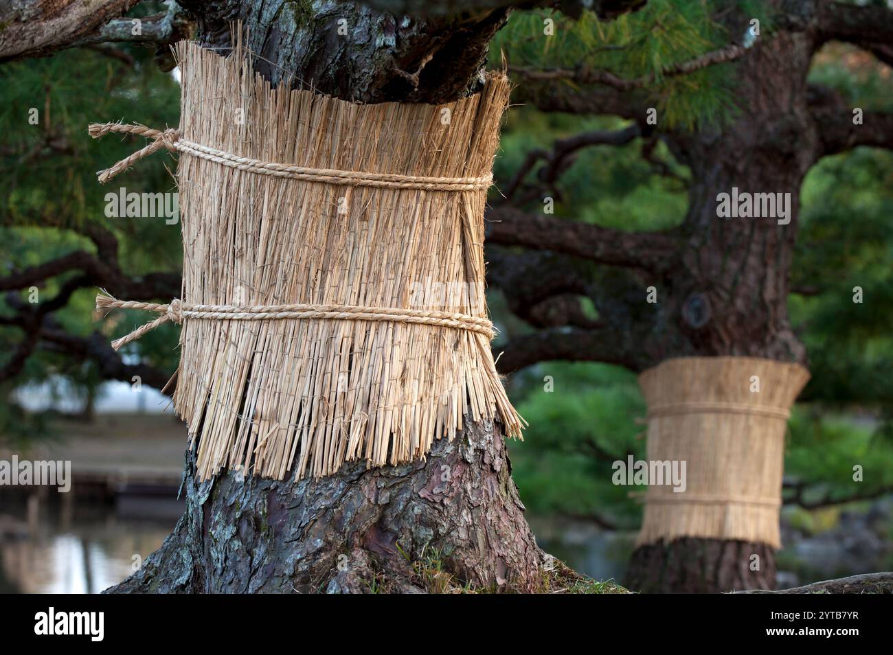A straw protective wrap around tree trunks is called a "komo" in ...