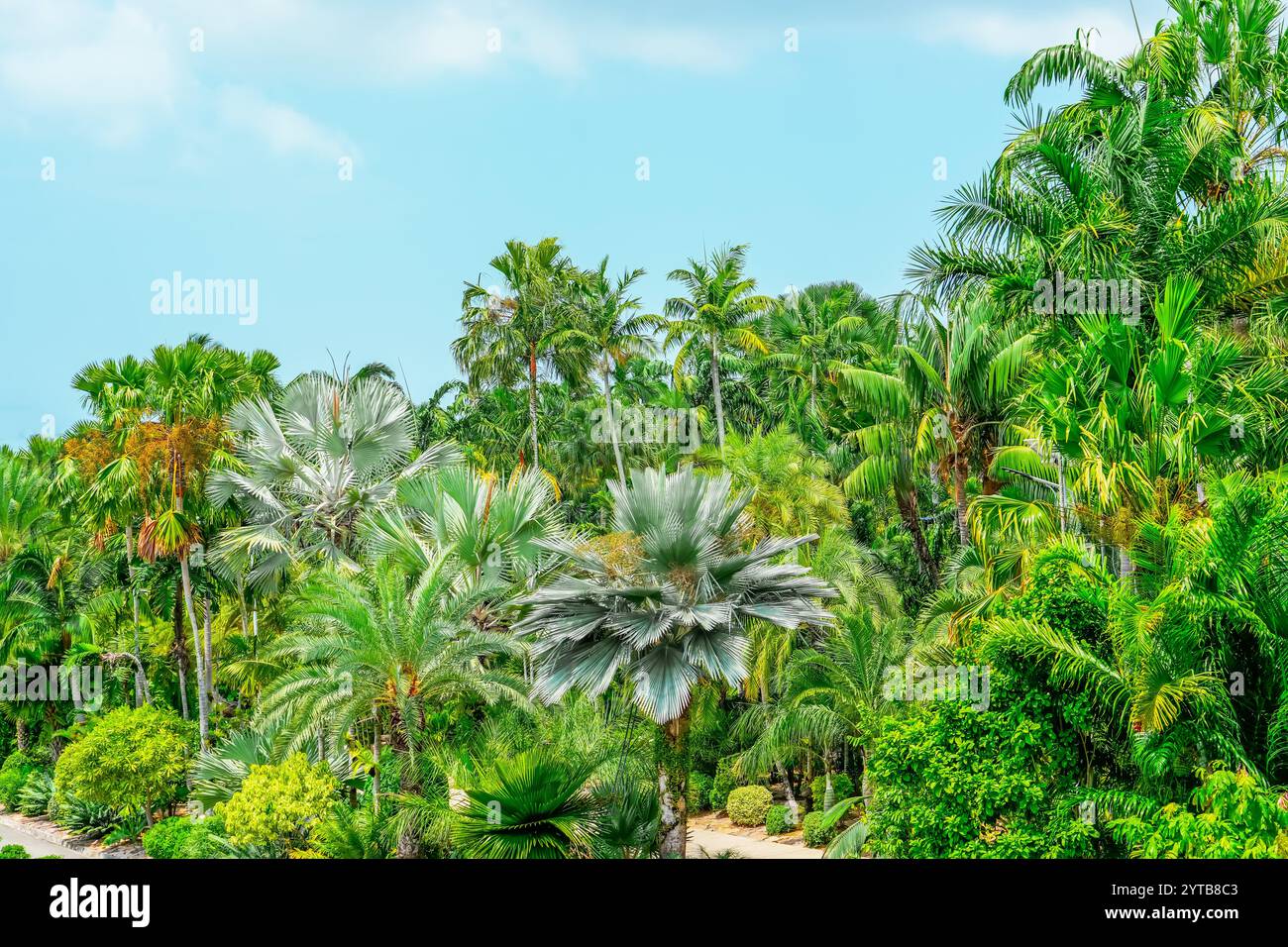Panoramic beautiful view of a tropical rainforest in a monsoon climate ...