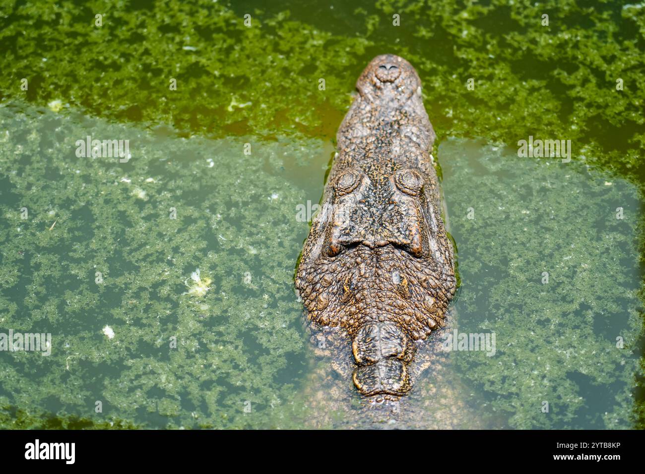 The head of a crocodile hidden in a swamp in the water of a river among ...
