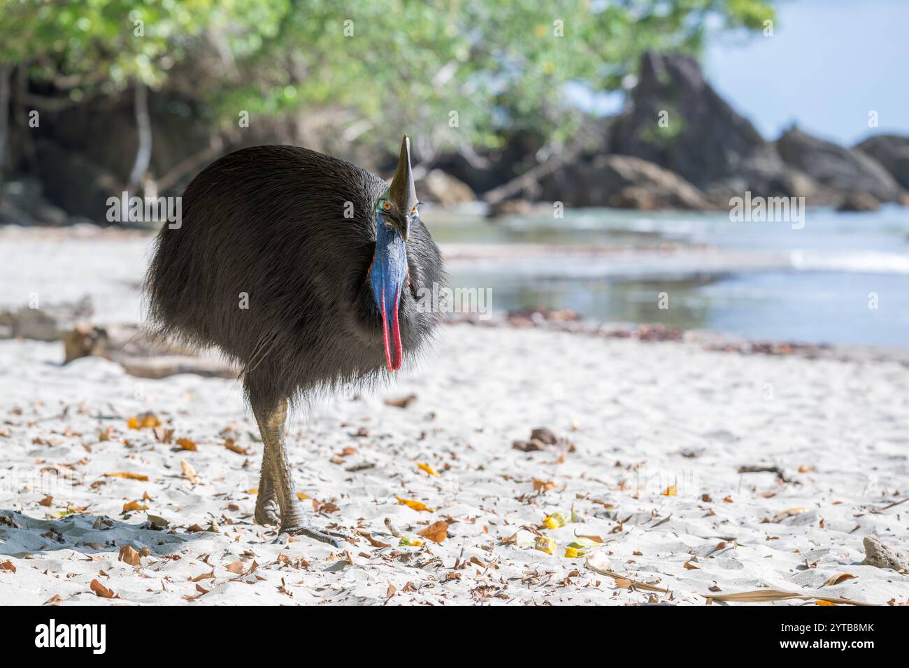 A large single female transitions, opportunistically, onto a beach in ...