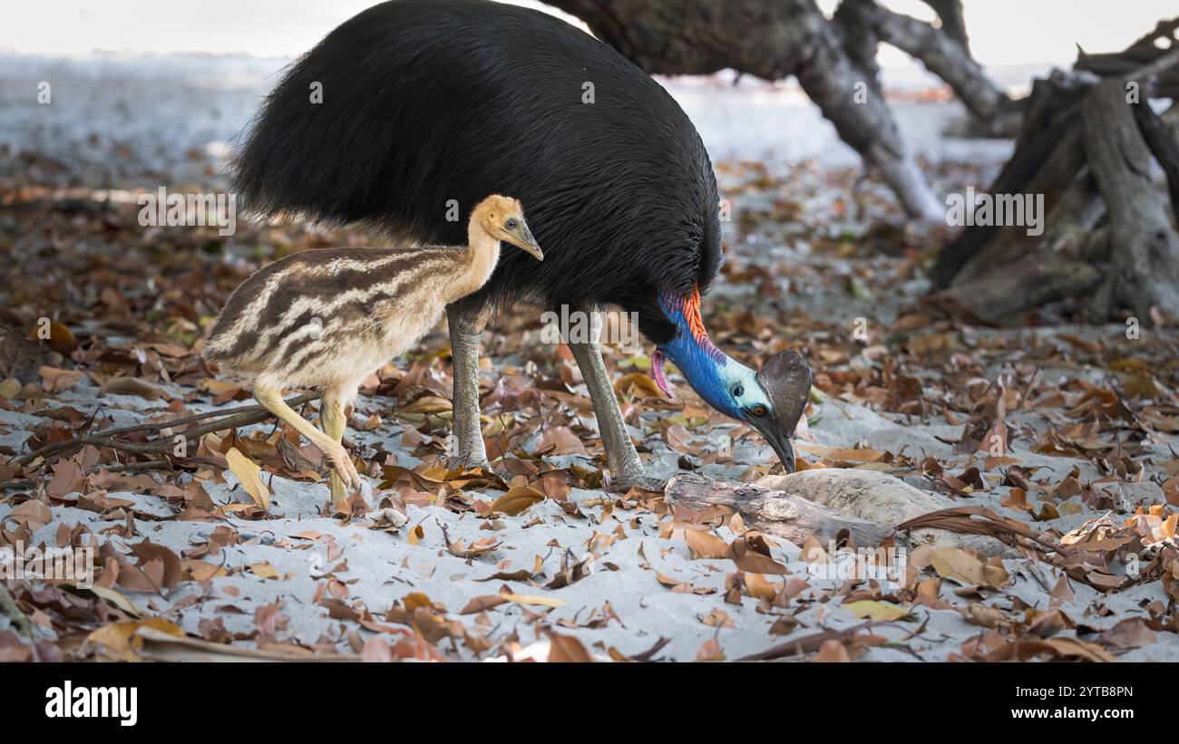 A male cassowary and single juvenile chick move onto a beach in ...