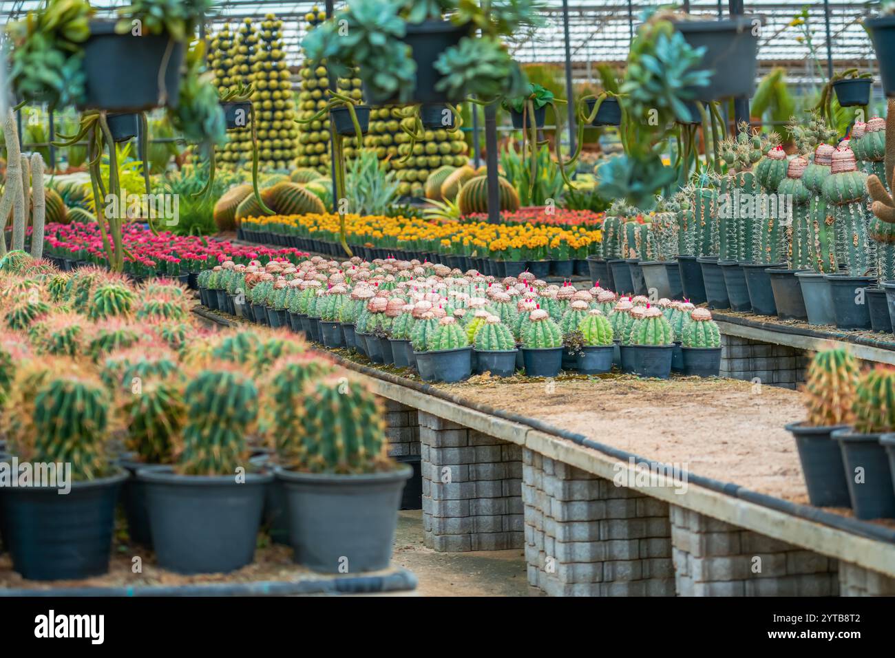 Large variety of cacti ferocactus melocactus azureus in garden arid ...