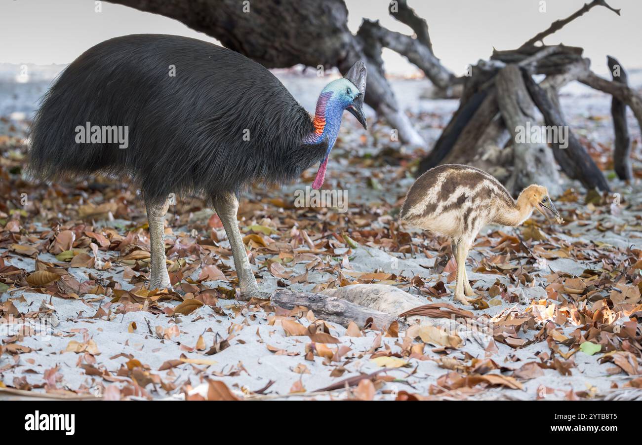 A male cassowary and single juvenile chick move onto a beach in ...