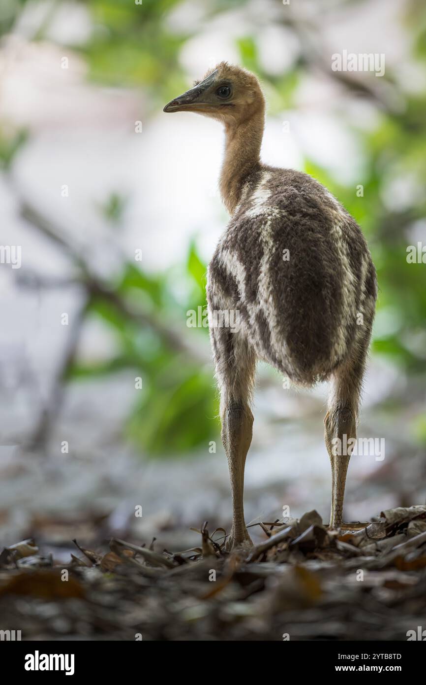 A closeup silhouette of a single southern cassowary chick standing in ...