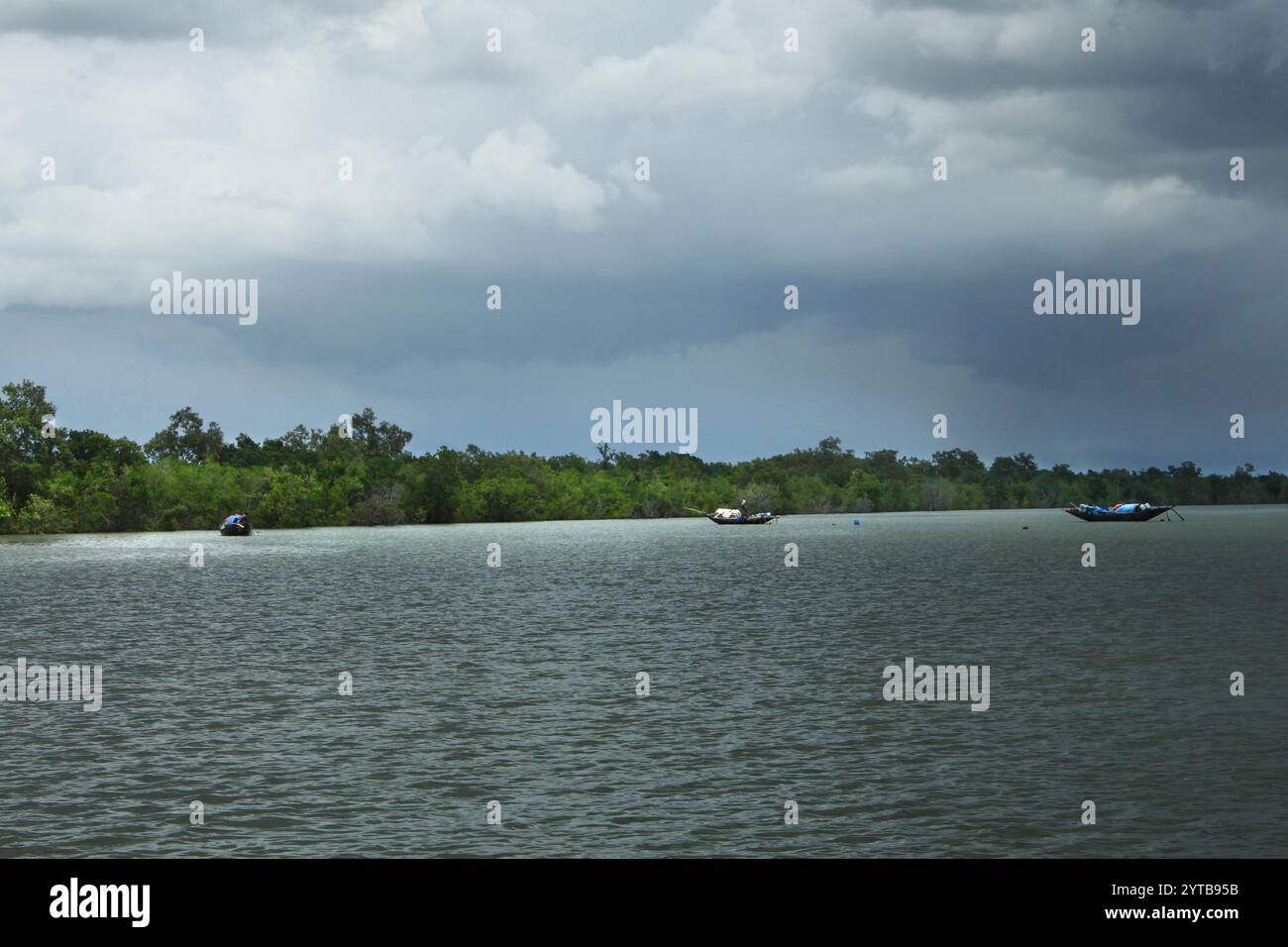Breathing roots of Keora trees at the World largest mangrove forest ...