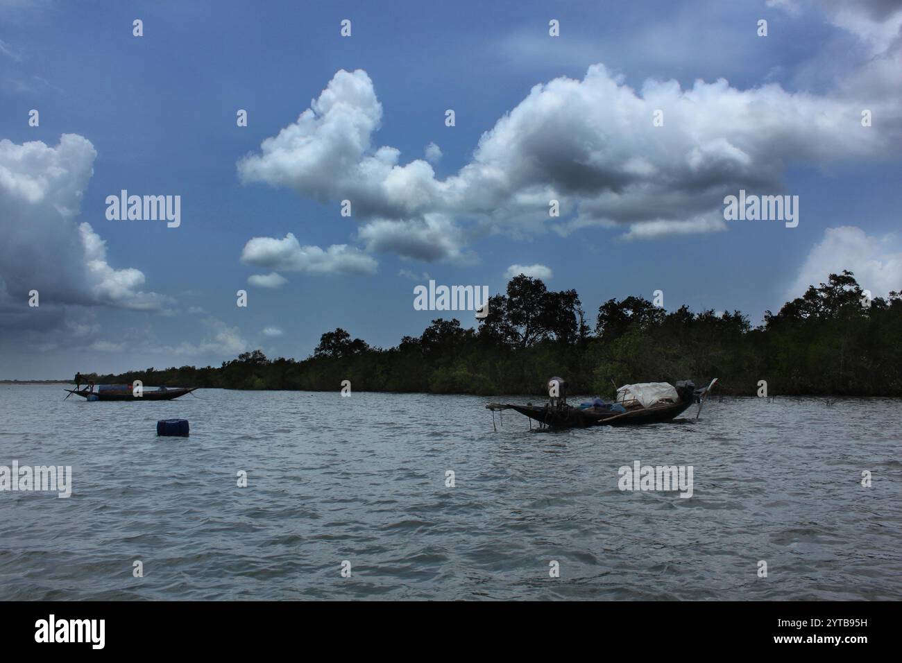 Breathing roots of Keora trees at the World largest mangrove forest ...