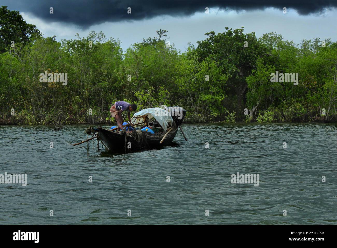 Breathing roots of Keora trees at the World largest mangrove forest ...