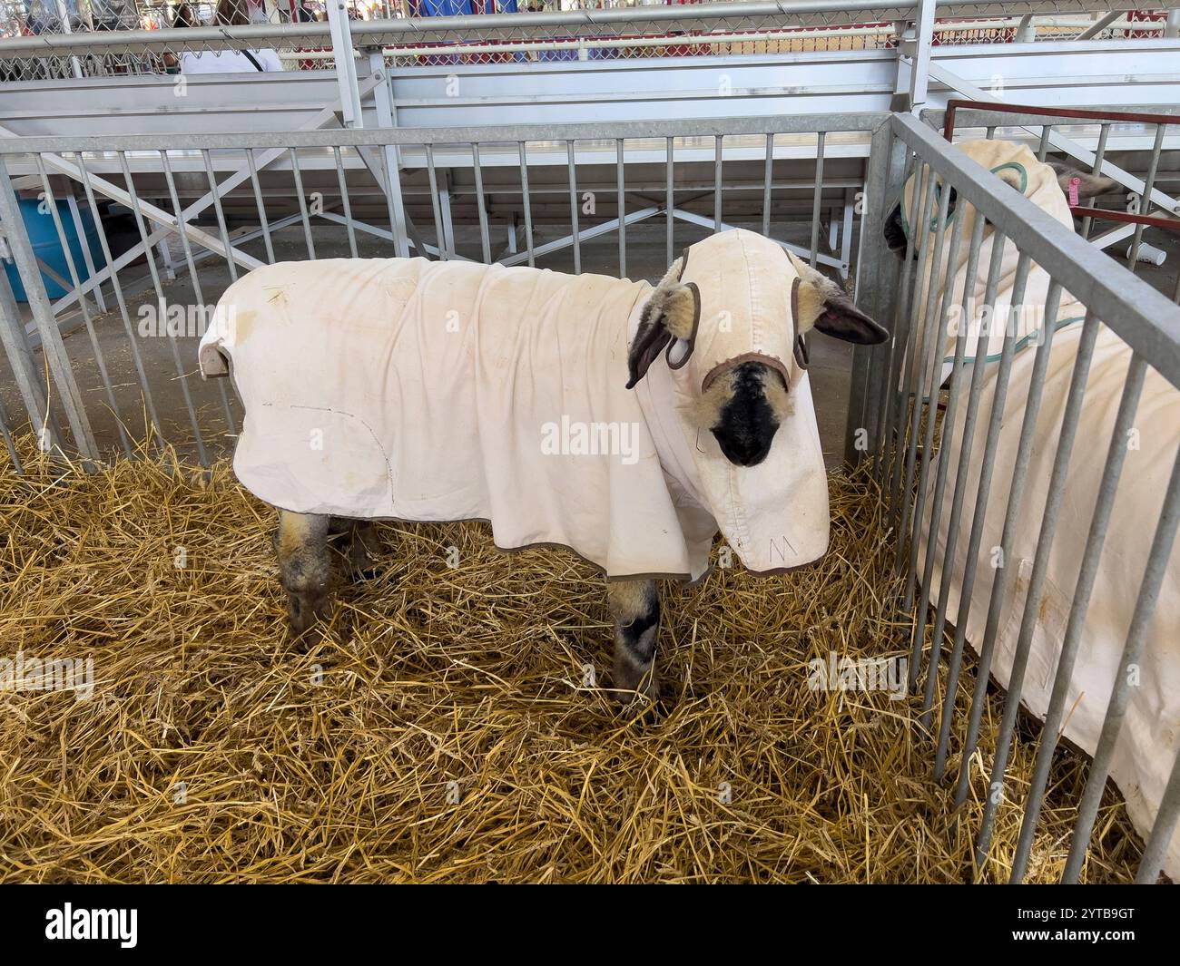 Sheep at Iowa State Fair, Iowa Stock Photo - Alamy