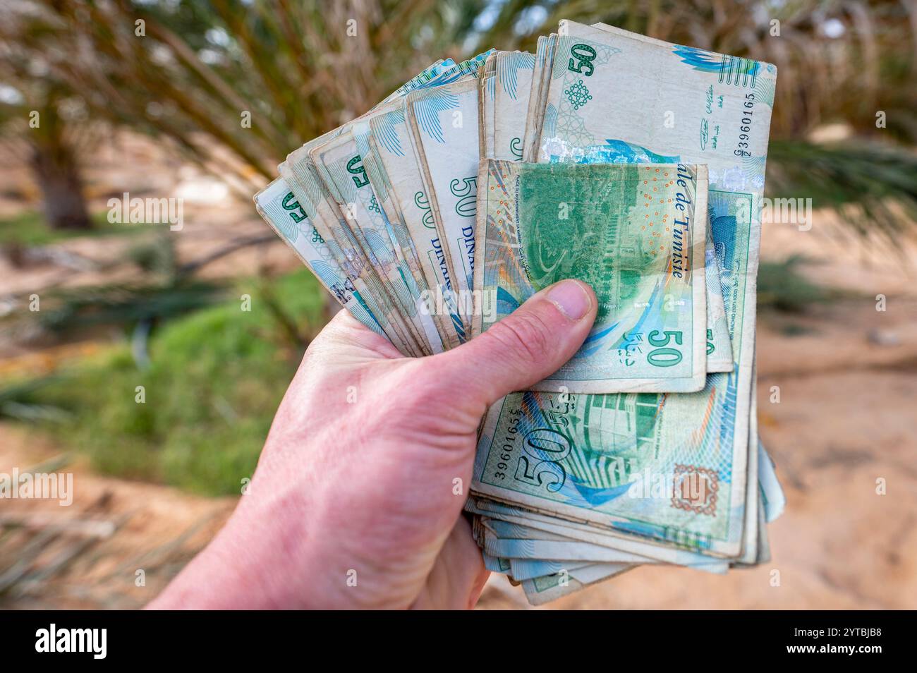 A hand with a huge amount of Tunisian cash in front of an oasis Stock ...