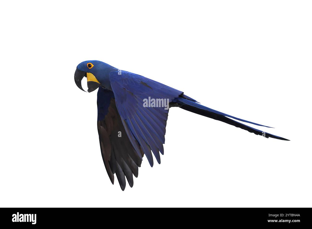Macaw isolated hi-res stock photography and images - Alamy