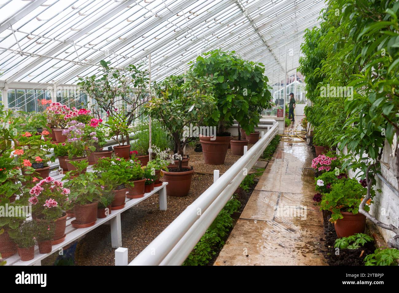 Watering plants inside the restored Victorian Vine House built 1850 by ...