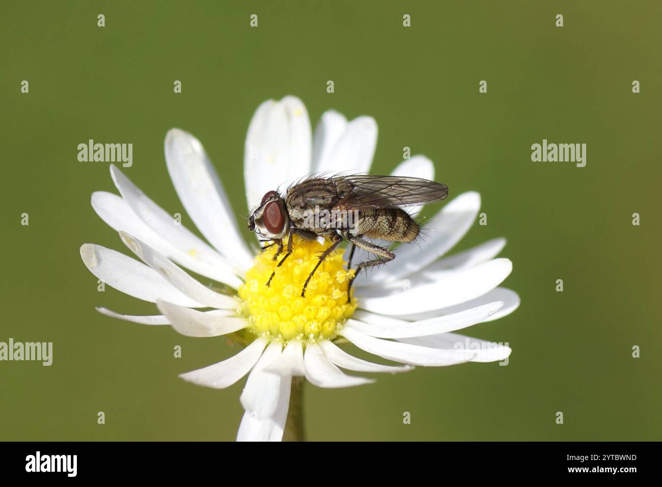 Close up female Leucophora, family Root-Maggot Flies (Anthomyiidae). On ...