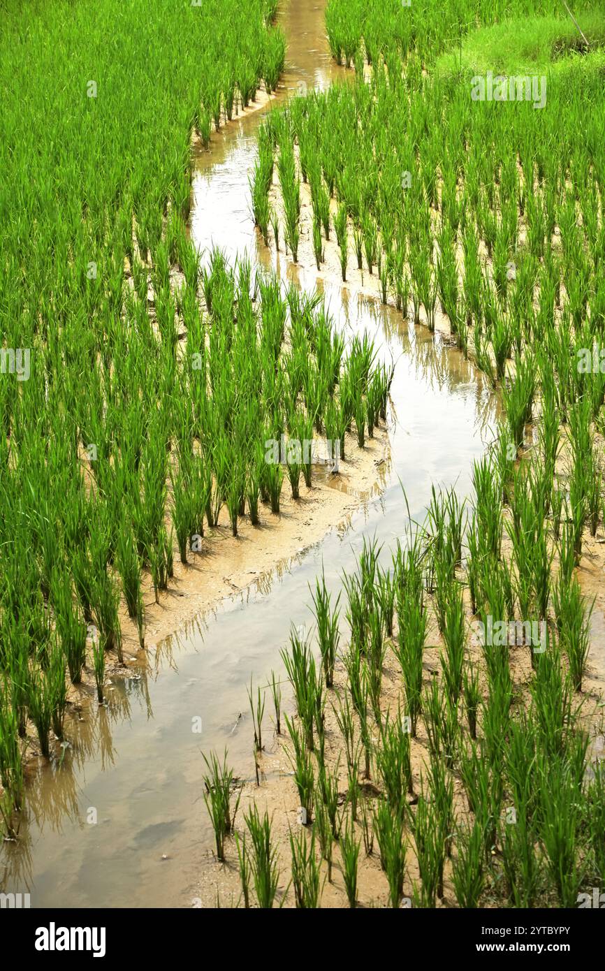 Rice cultivation in toraja hi-res stock photography and images - Alamy