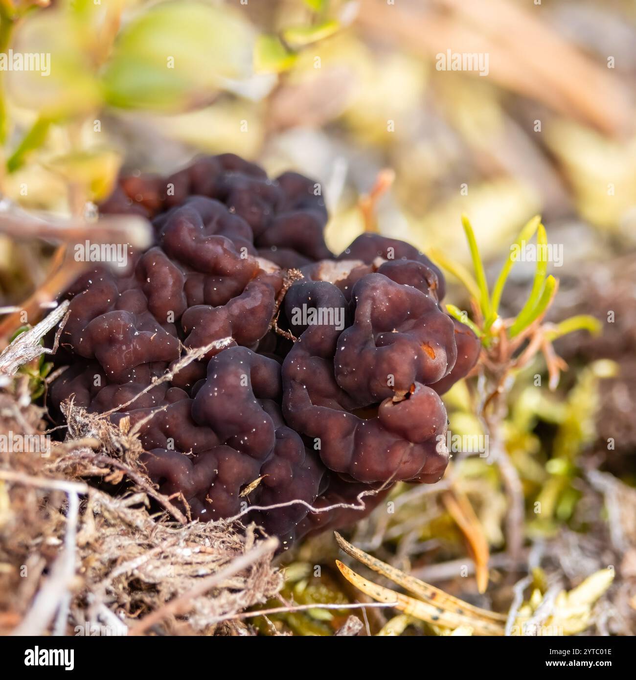 Brain mushroom hi-res stock photography and images - Alamy