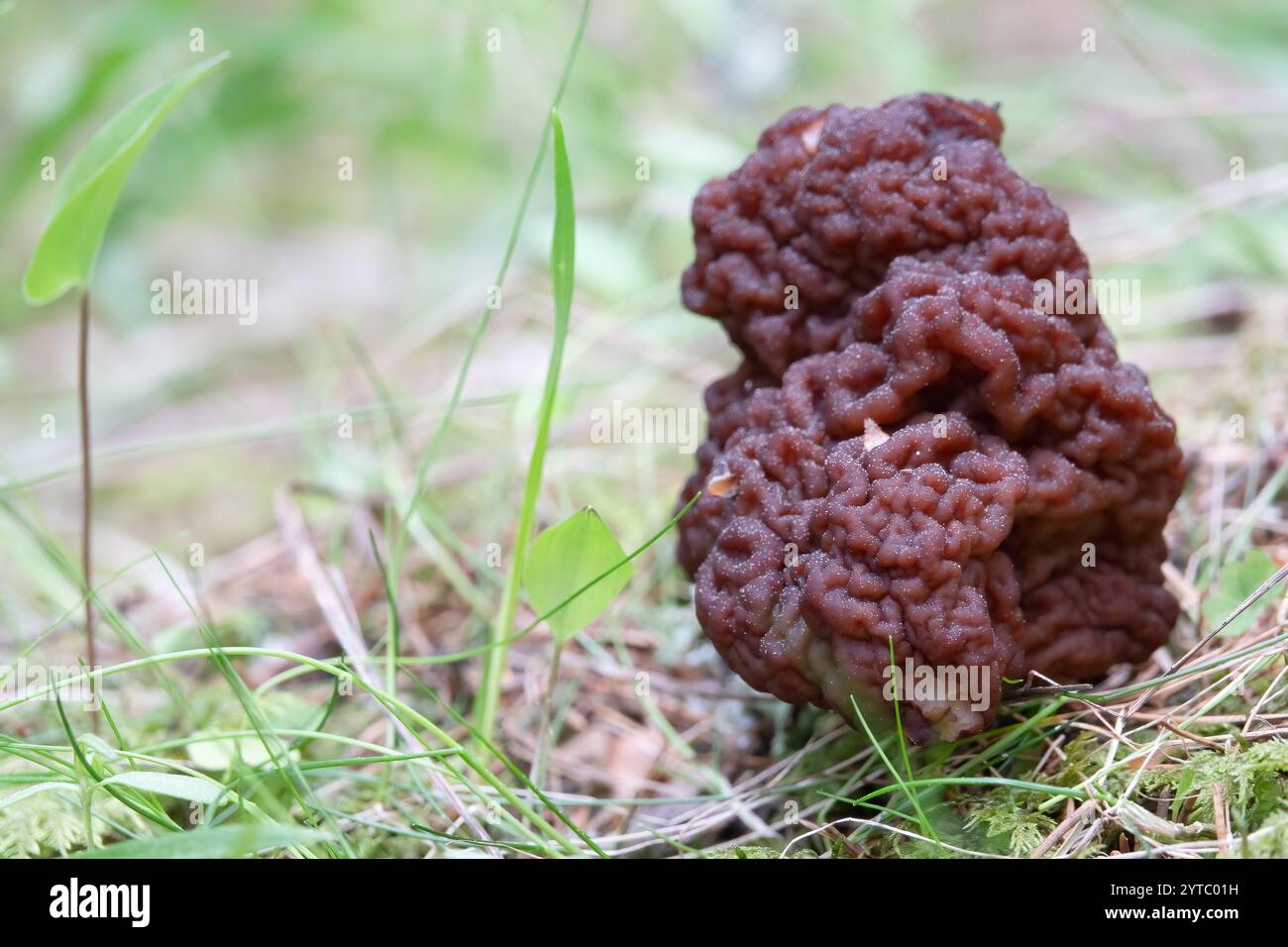 Brain mushroom hi-res stock photography and images - Alamy
