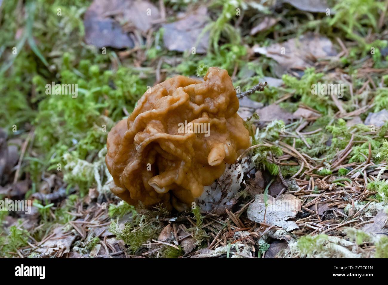Brain mushroom hi-res stock photography and images - Alamy