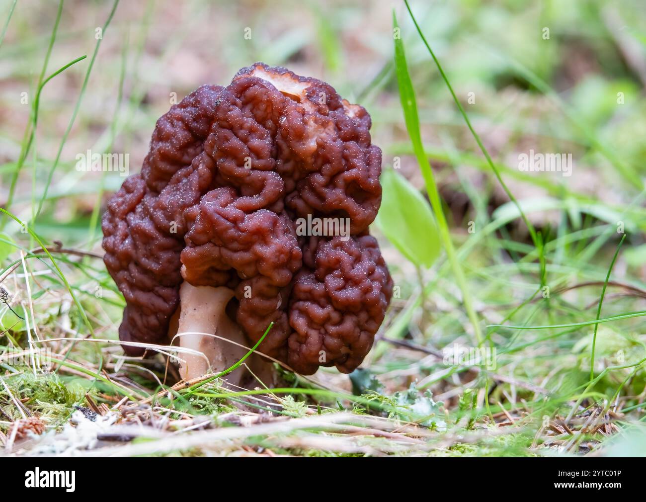 Brain mushroom hi-res stock photography and images - Alamy