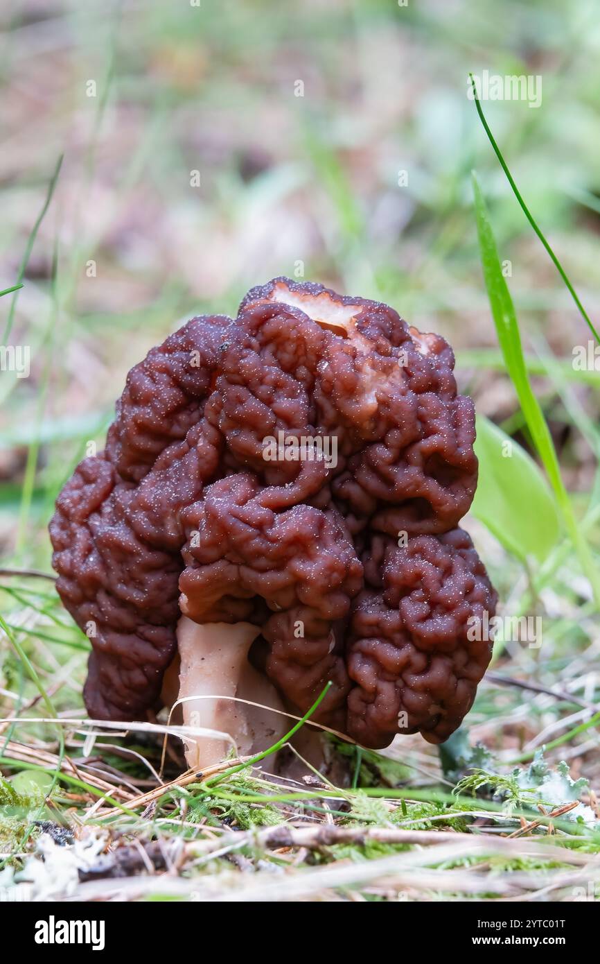Brain mushroom hi-res stock photography and images - Alamy