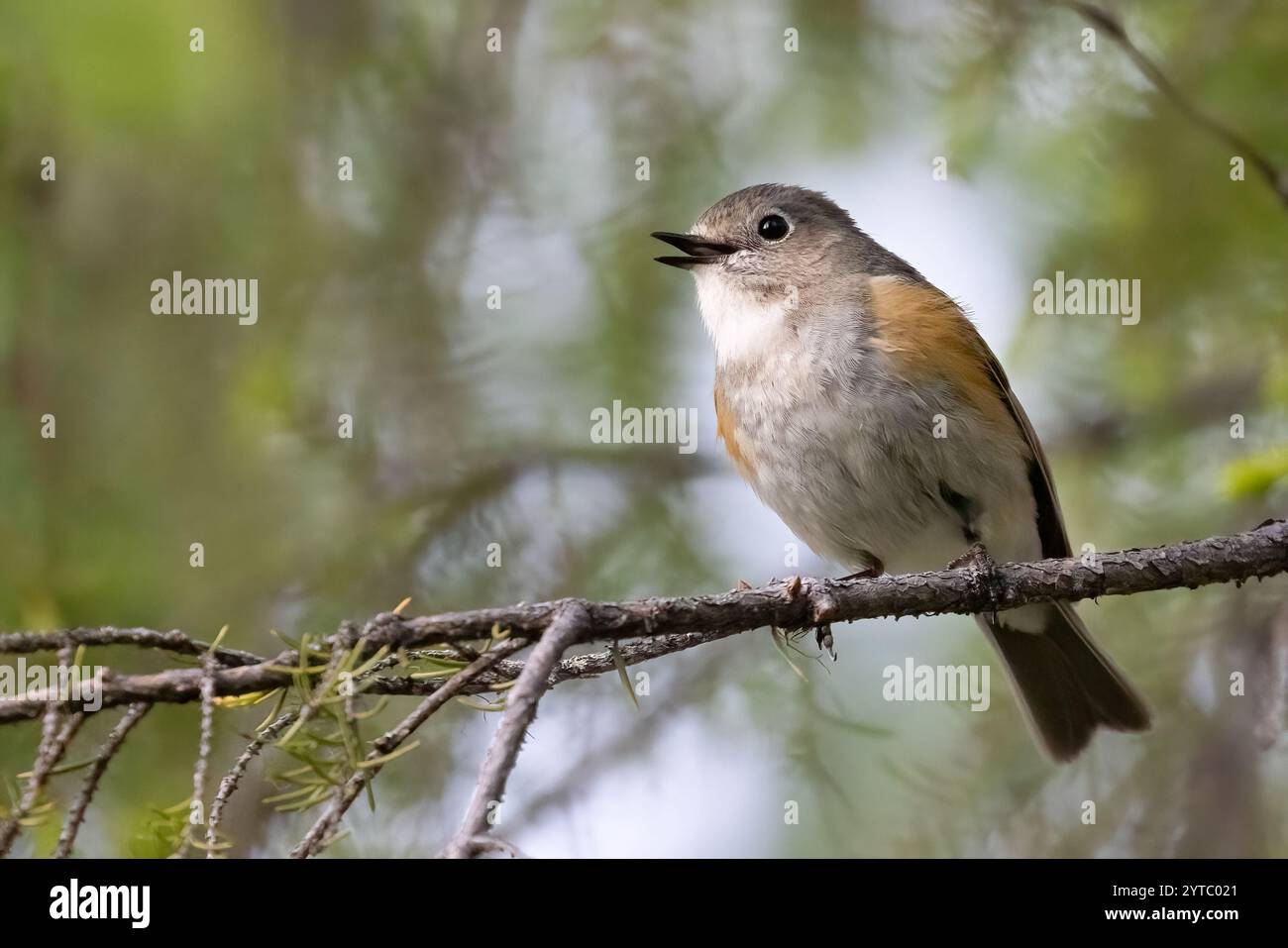 Orange-flanked Bush Robin Stock Photo - Alamy