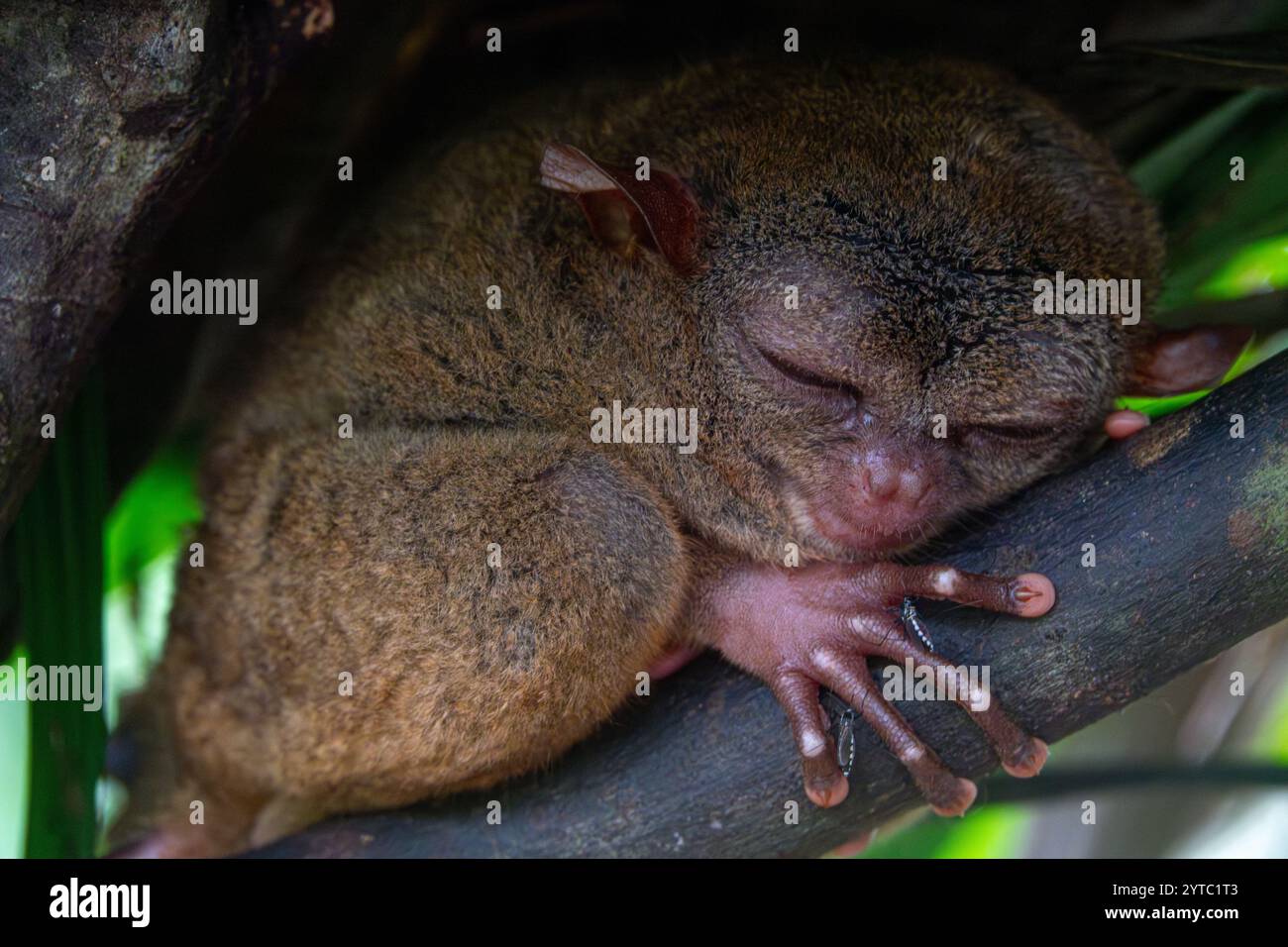 Endangered Tarsier in Bohol Tarsier sanctuary, Cebu, Philippines, Asia ...