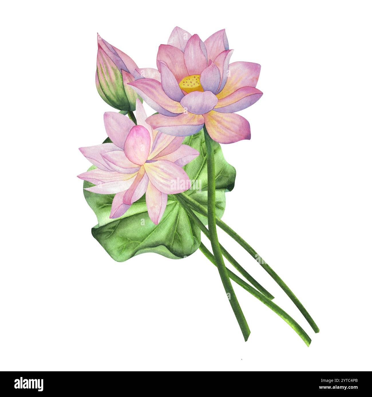 Pink lotus flower, bud and leaves. Bouquet, composition isolated ...