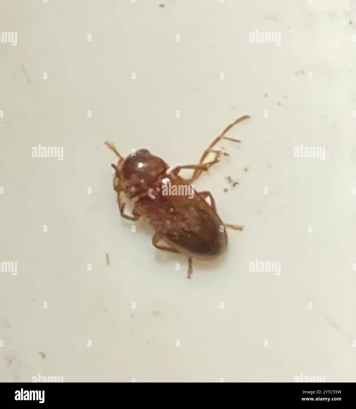 Toe-winged Beetles (Ptilodactylidae Stock Photo - Alamy