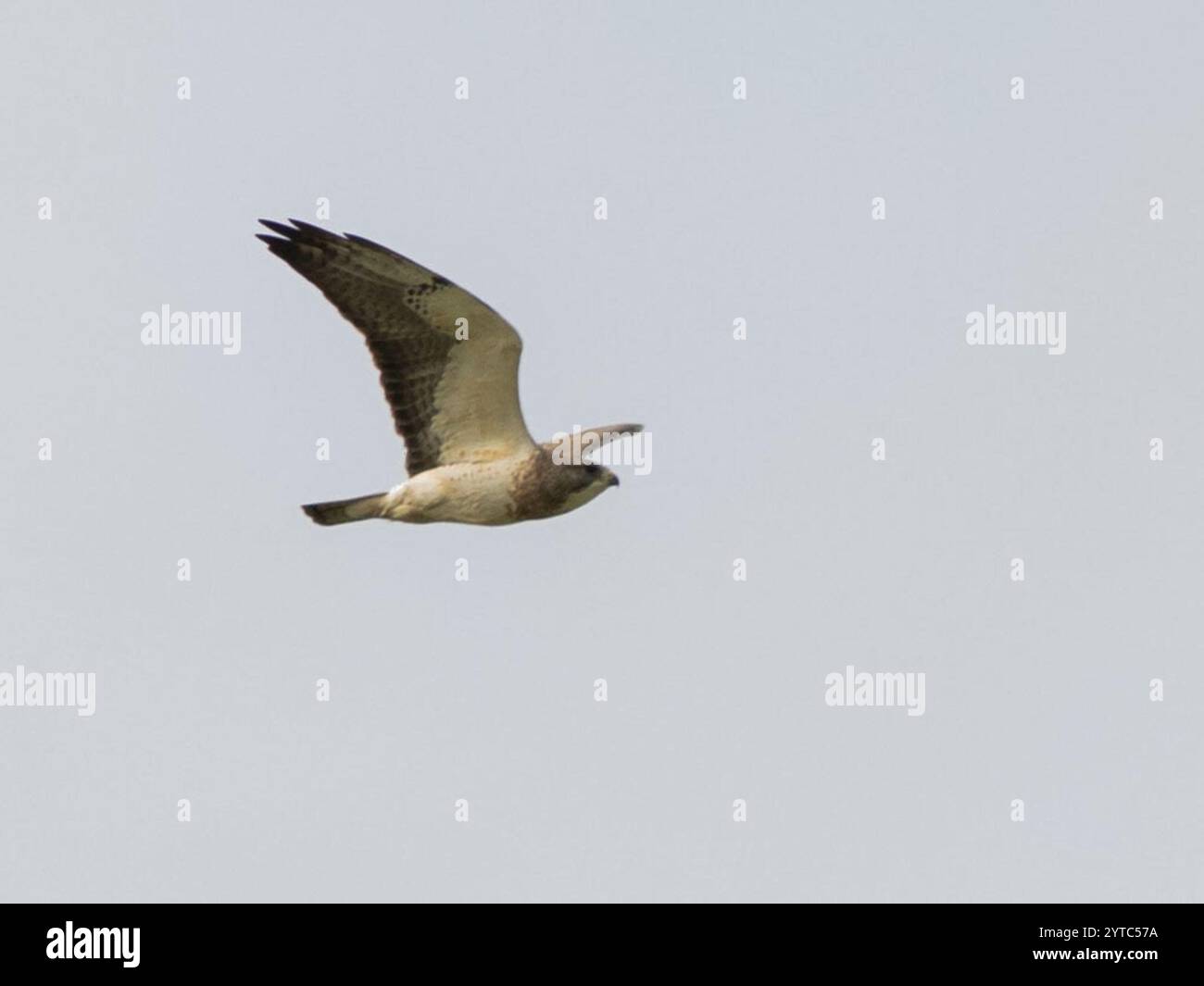 Swainson's Hawk (Buteo swainsoni Stock Photo - Alamy