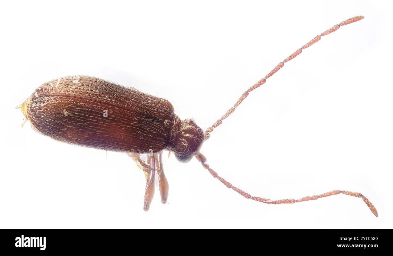 White-marked Spider-beetle (Ptinus fur Stock Photo - Alamy