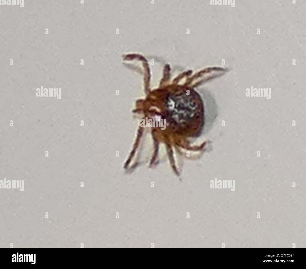 Bont Ticks (Amblyomma Stock Photo - Alamy
