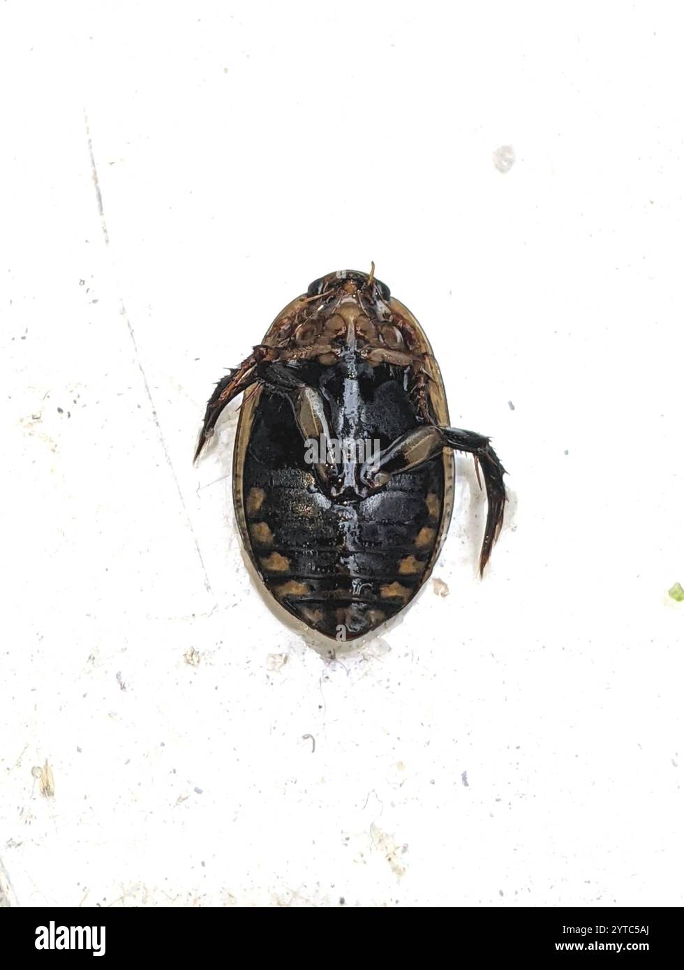 Lesser Diving-beetle (Acilius sulcatus Stock Photo - Alamy