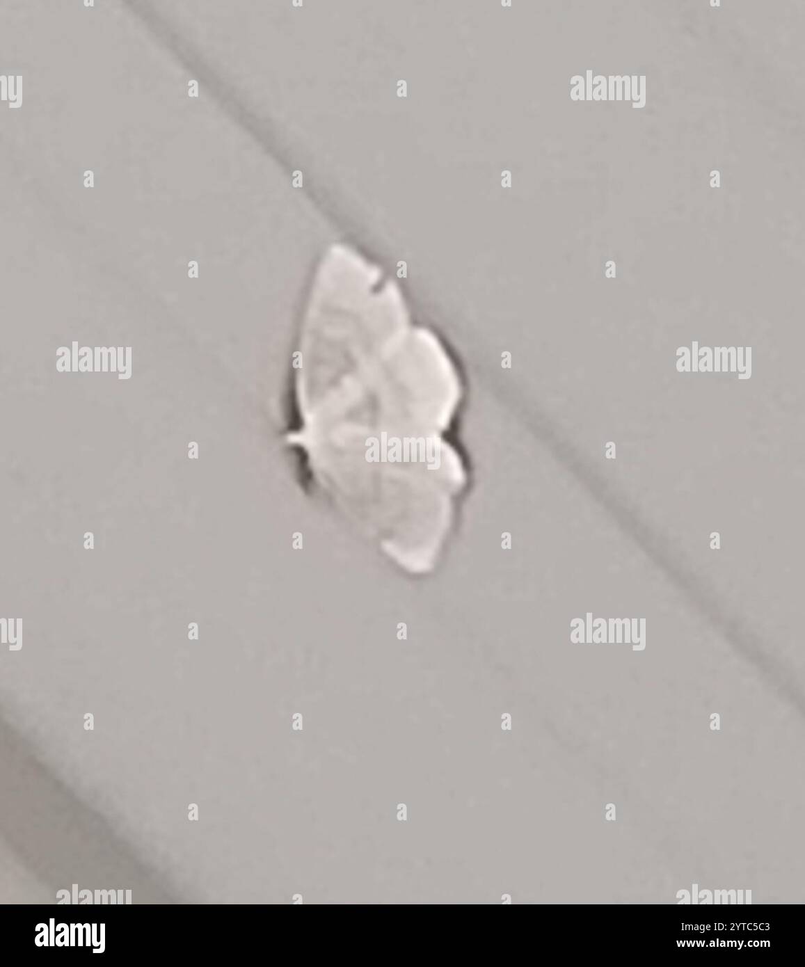 Northern Wave Moth (Cabera exanthemata Stock Photo - Alamy