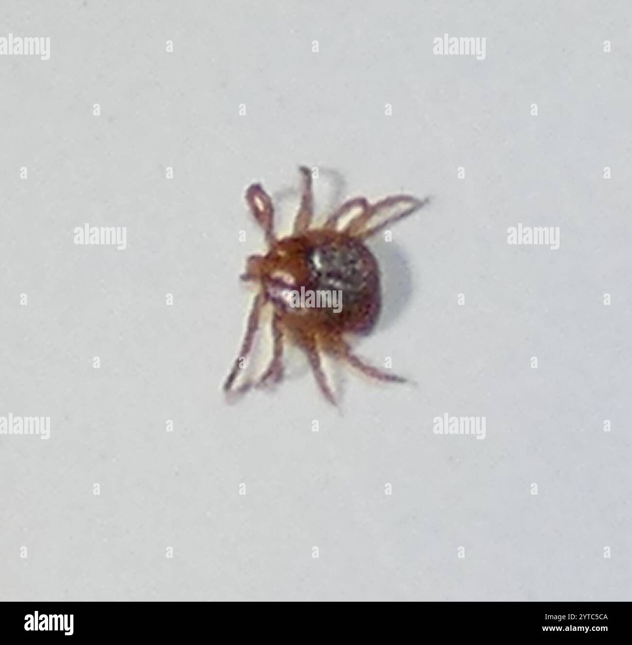 Bont Ticks (Amblyomma Stock Photo - Alamy