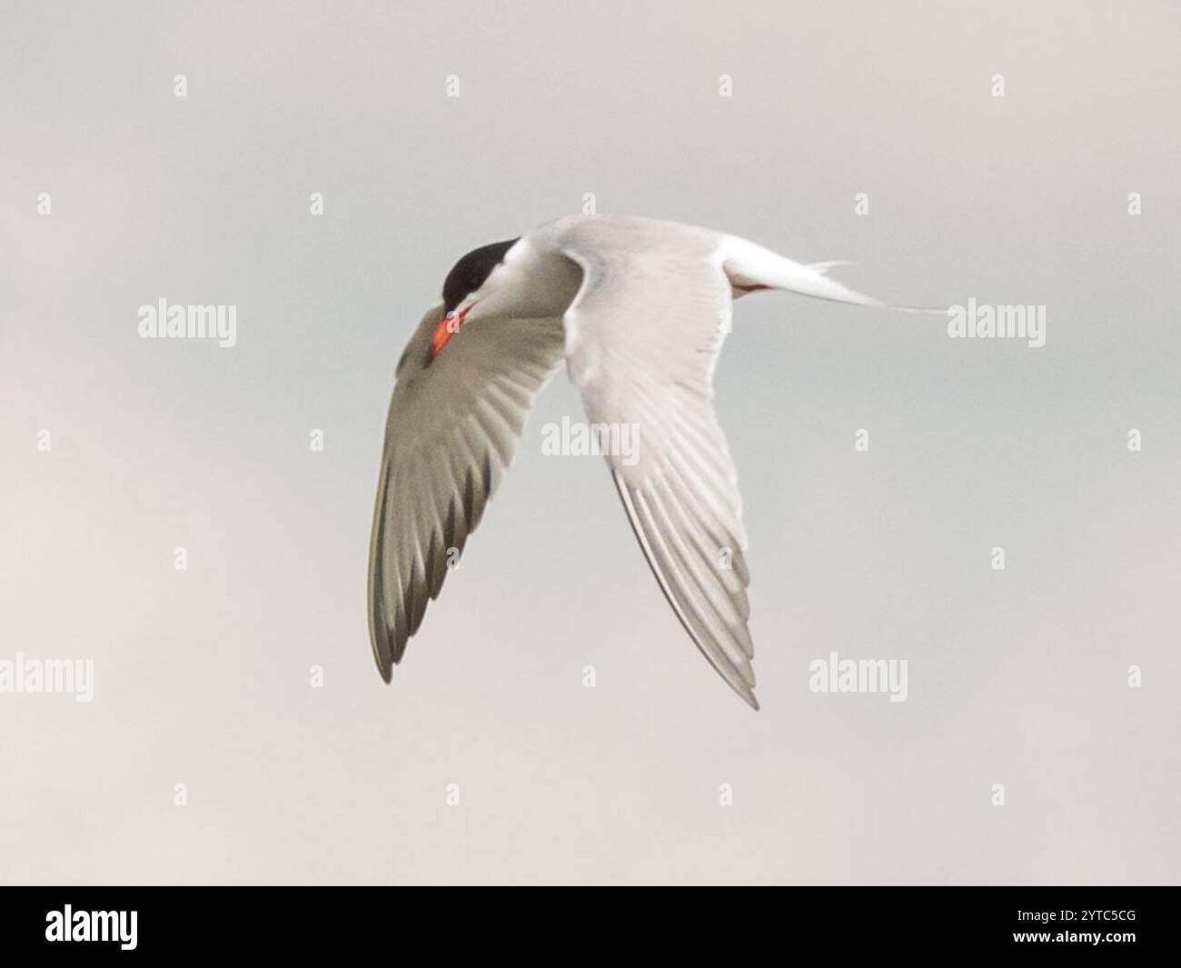 Common Tern (Sterna hirundo Stock Photo - Alamy