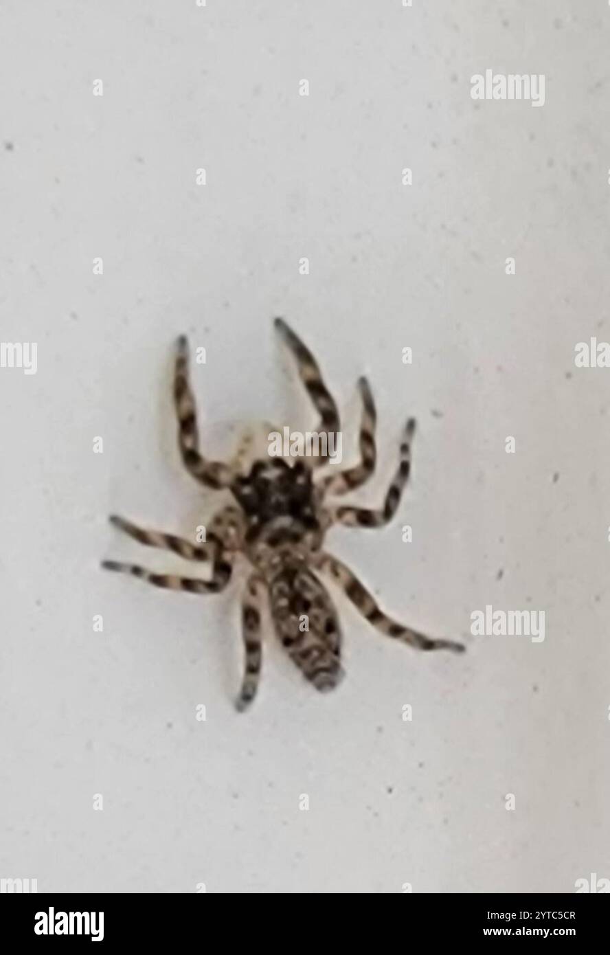 Tan Jumping Spider (Platycryptus undatus Stock Photo - Alamy