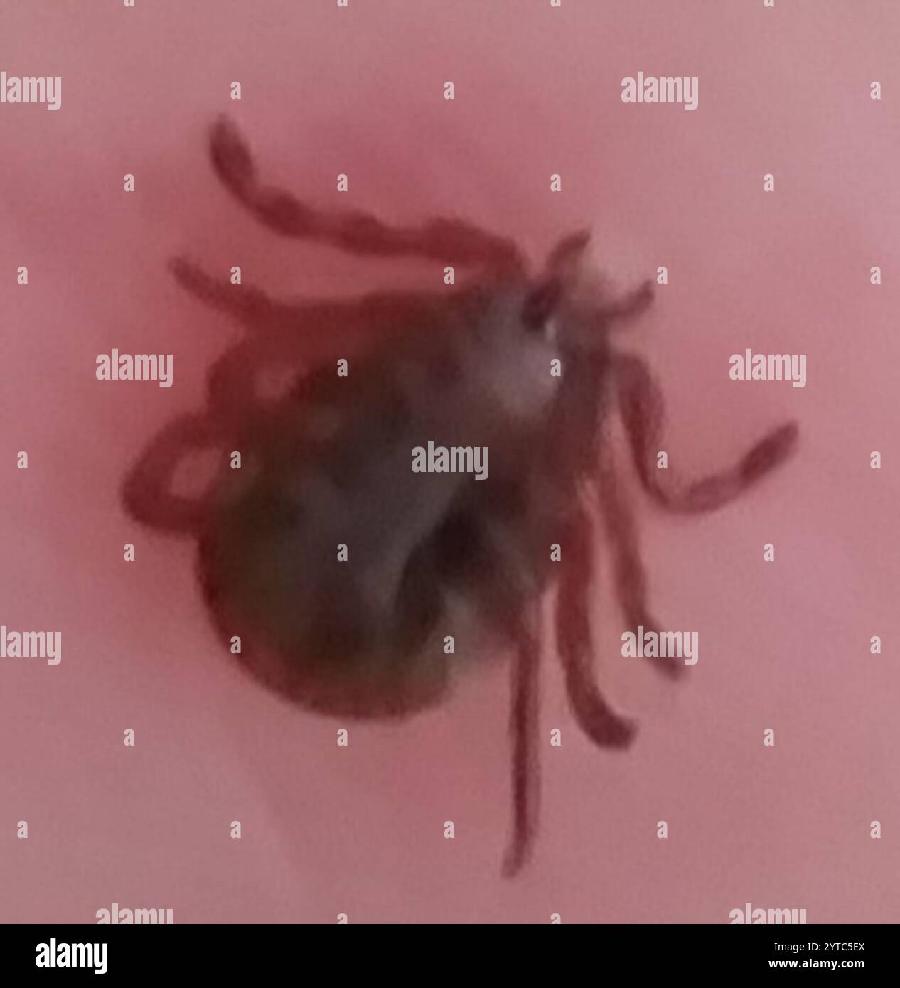 Brown Dog Tick (Rhipicephalus sanguineus Stock Photo - Alamy