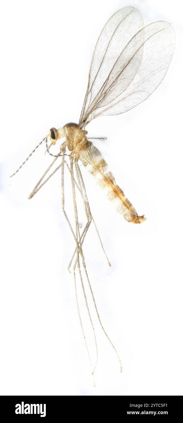 Gall and Forest Midges (Cecidomyiidae Stock Photo - Alamy